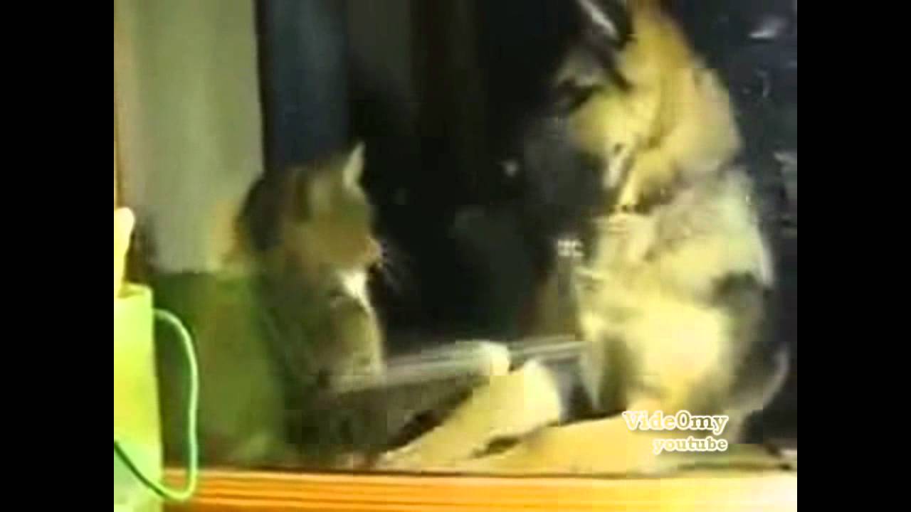 cat and dog are boxing - YouTube