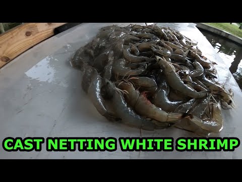 CATCHING SHRIMP (Cast Netting in Daytona Beach) - YouTube