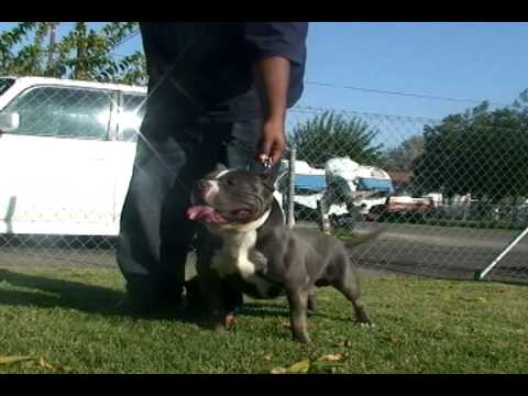 Northern Cali Bully DVD trailer... - YouTube