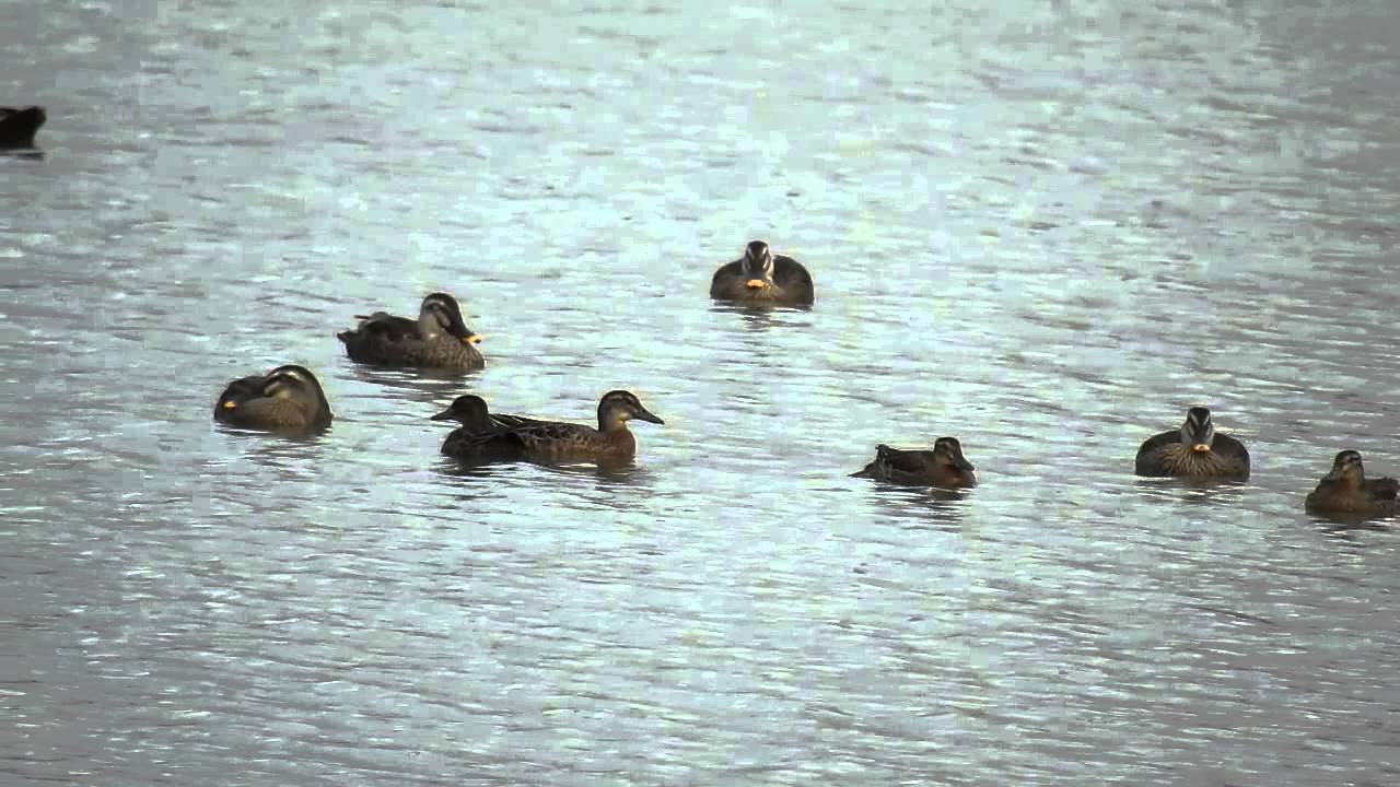 Garganey in eclipse plumage シマアジ エクリプス - YouTube