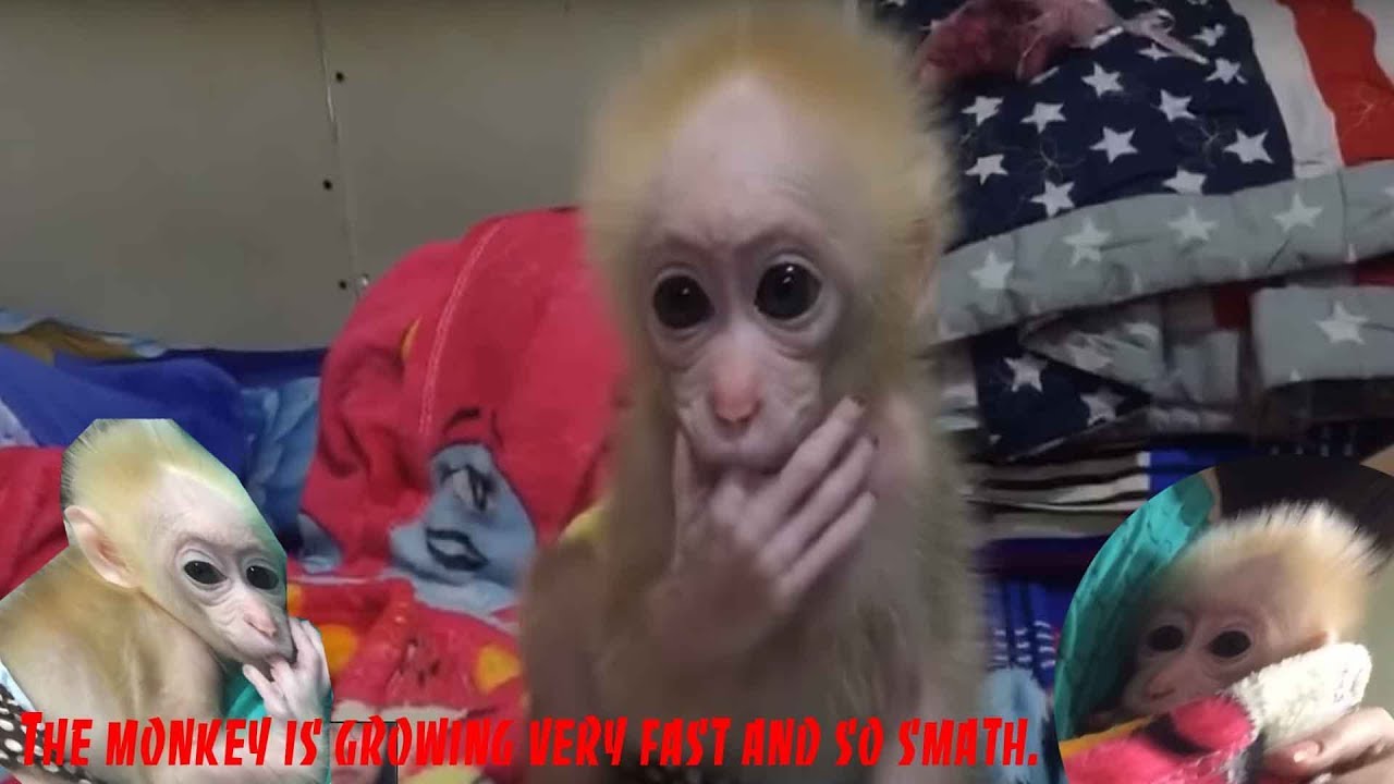 The monkey is growing very fast and so smath. - YouTube
