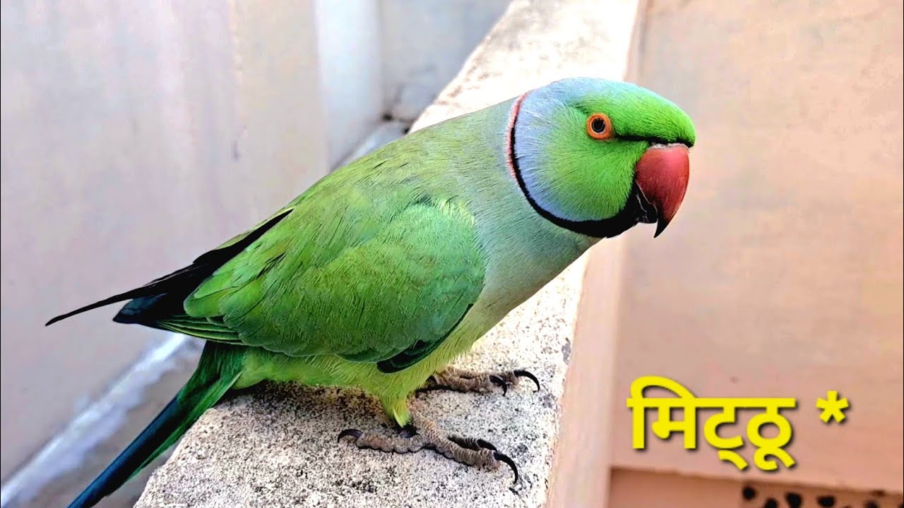 mittu talking parrot in hindi || मिट्ठू - मिट्ठू बोलने वाला तोता ...