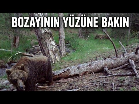 GÖRDÜĞÜM EN KORKUTUCU AYI ! AĞACIN ÜZERİNDEN GEÇEN DEVASA BOZAYI ! YAVRUSUNU EMZİREN KIZIL GEYİK