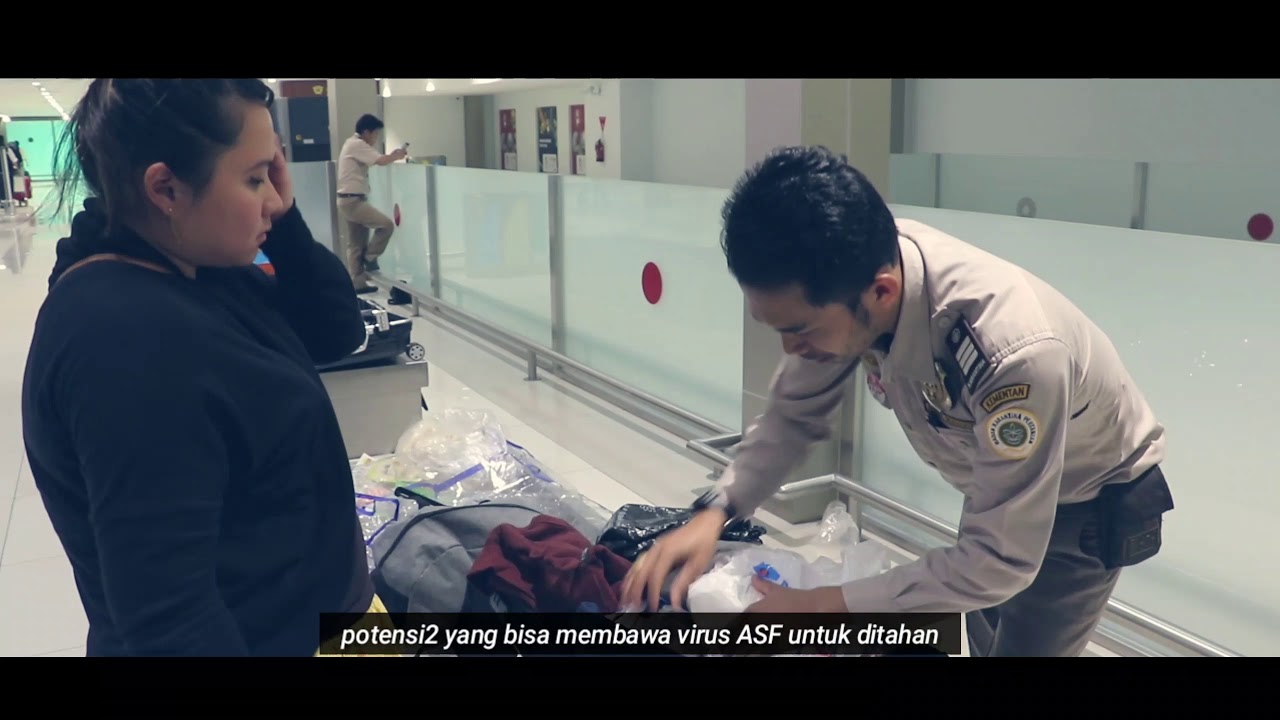 Waspada Penyakit ASF Bagi Indonesia - YouTube