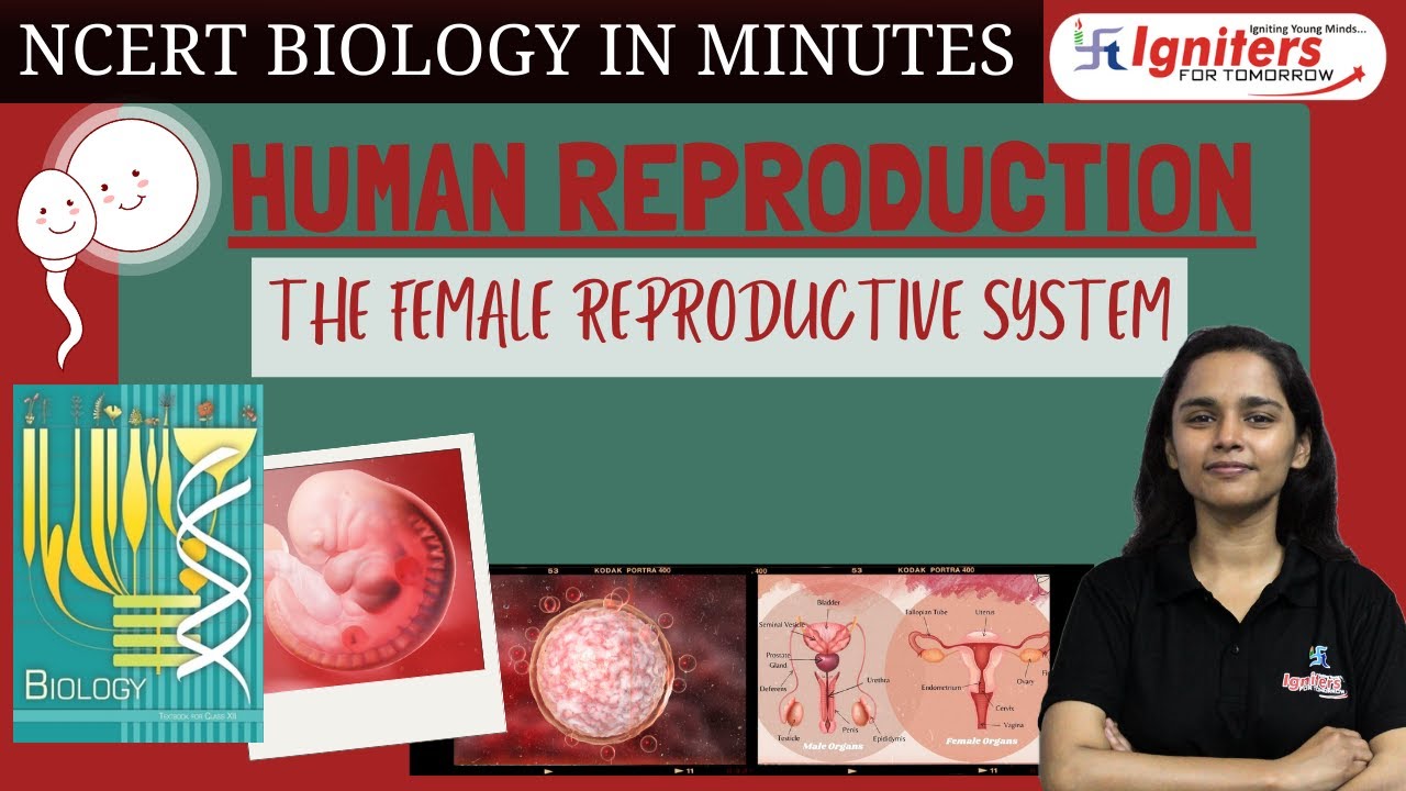 Female Reproductive System | Human Reproduction | NCERT Biology in ...