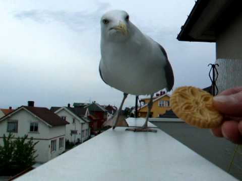 Seagull loves cookies. - YouTube