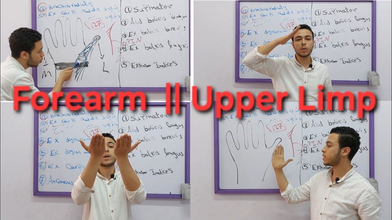 Back of the Forearm(Extensors)+ Anatomical snuff box + Outcropping ...