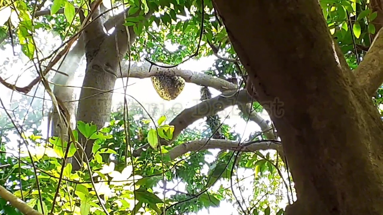 Getting Wild Honey Bee in the Philippines | Kuya Avelino - YouTube
