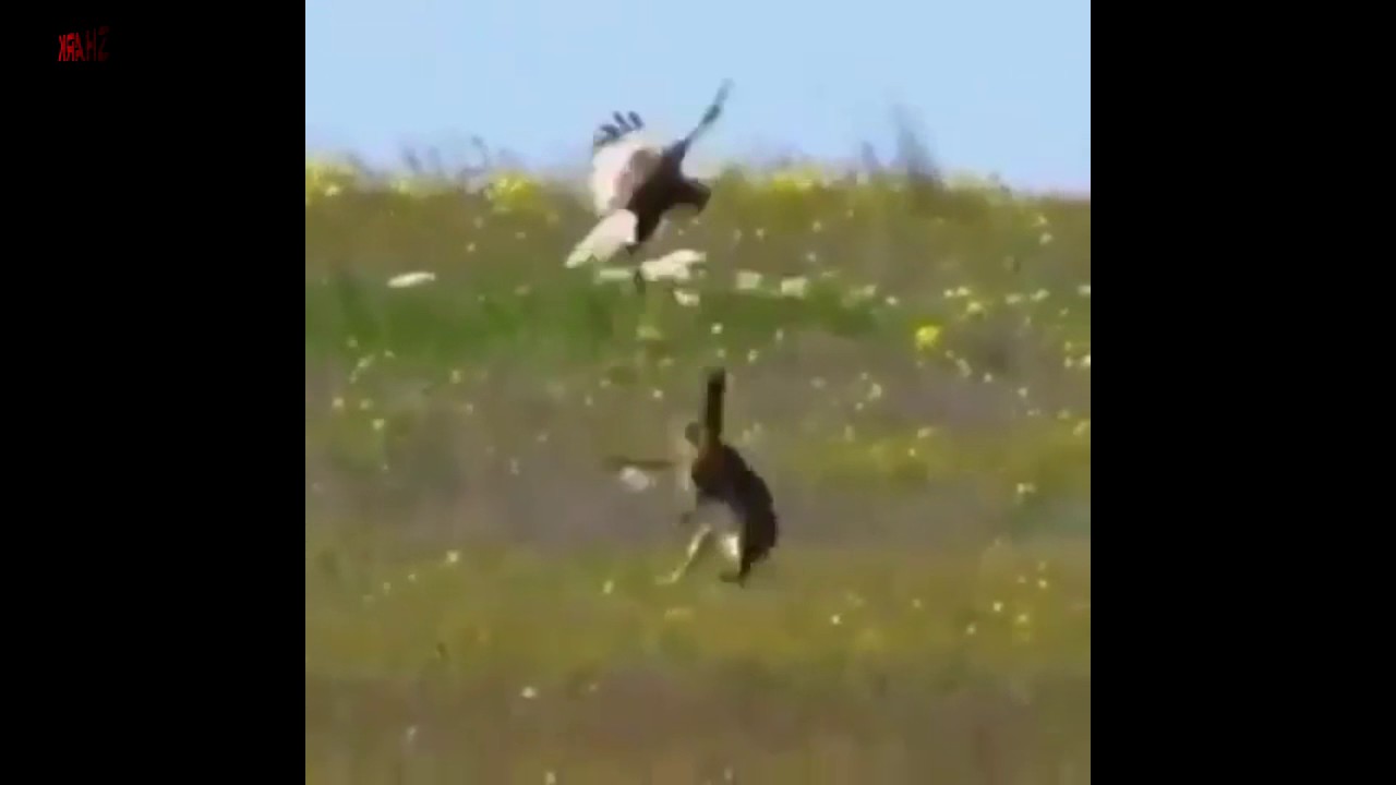 Savage Rabbit fights Off Hawk (Funny Voiceover) - YouTube