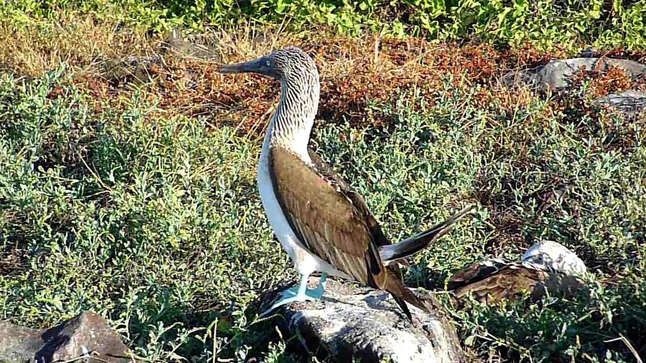 Blue-Footed Booby Dance - YouTube