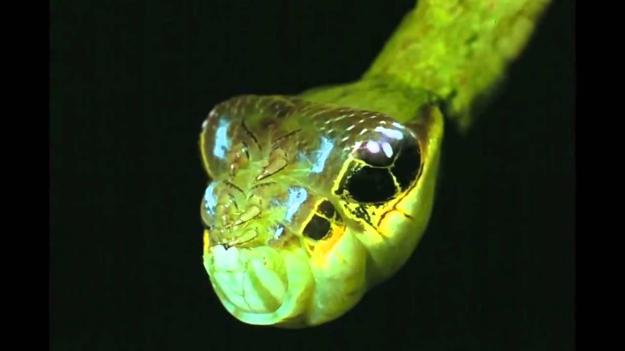 Caterpillar's Perfect Snake Disguise - YouTube