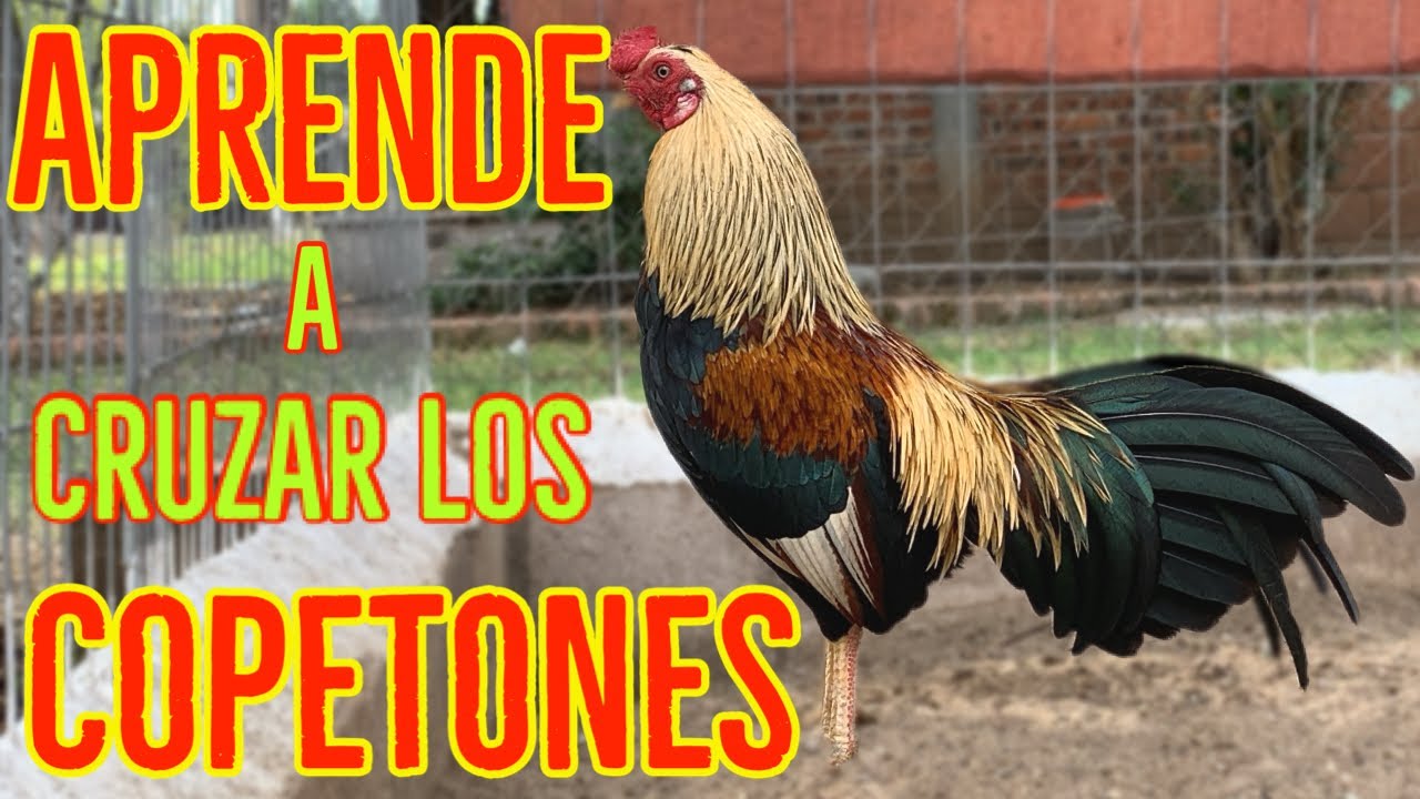 LOS COPETONES, COMO CRUZARLOS????…. Una opción - YouTube