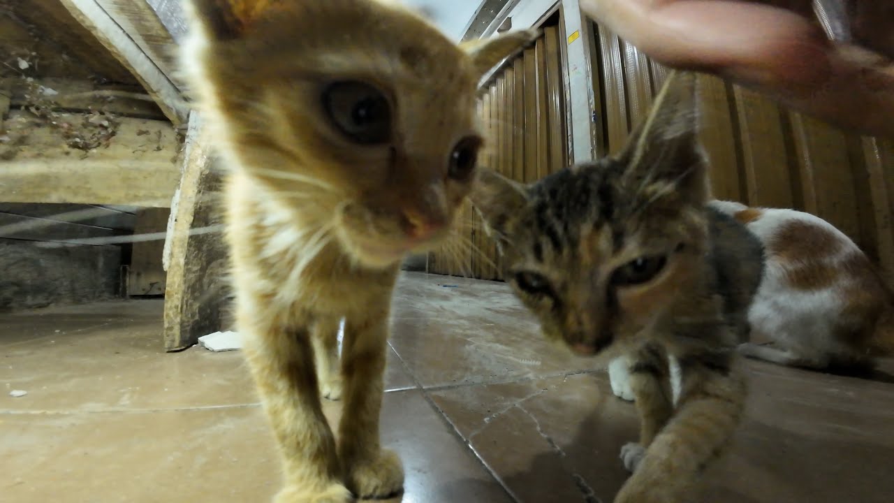 Happy stray cats feeding 66 - YouTube