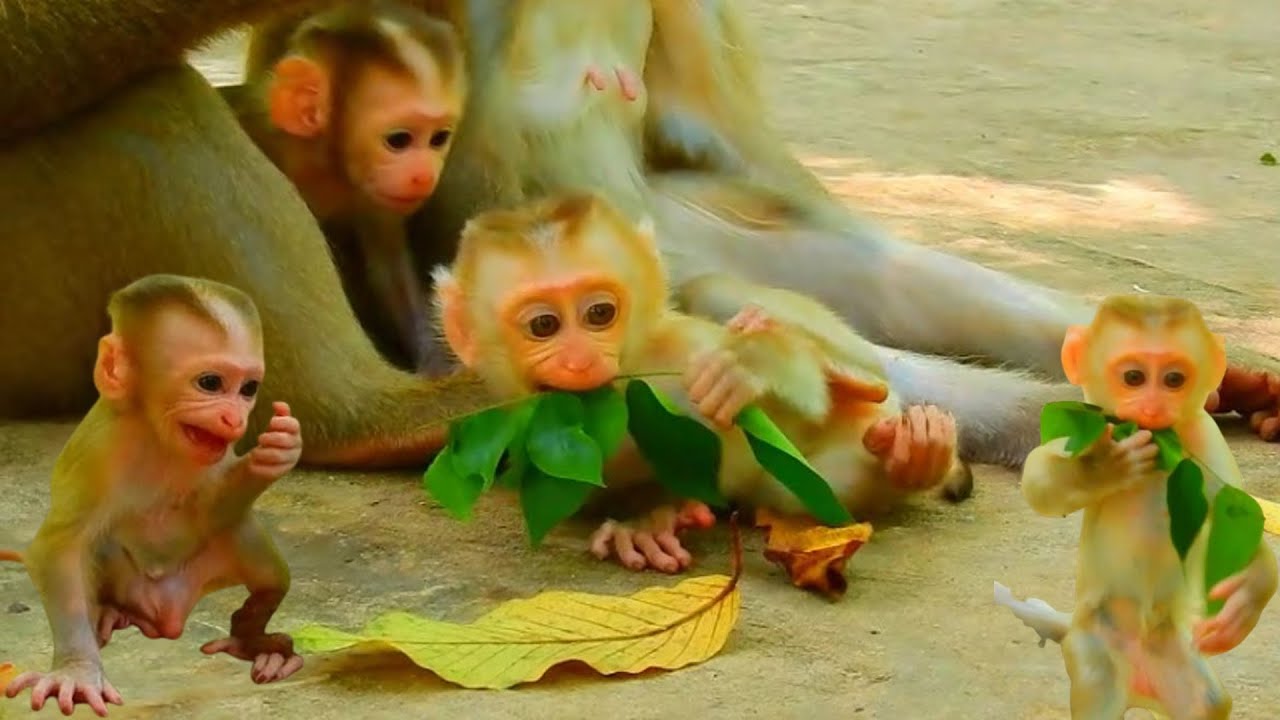 These Monkeys Have The Funniest Reactions! Hilarious Activities Of Baby ...