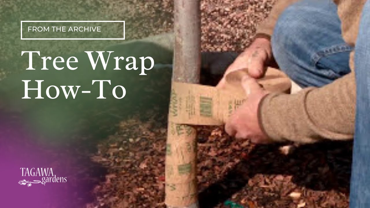Tree Wrap How To by Tagawa Gardens & Mike Landers, ISA Certified ...