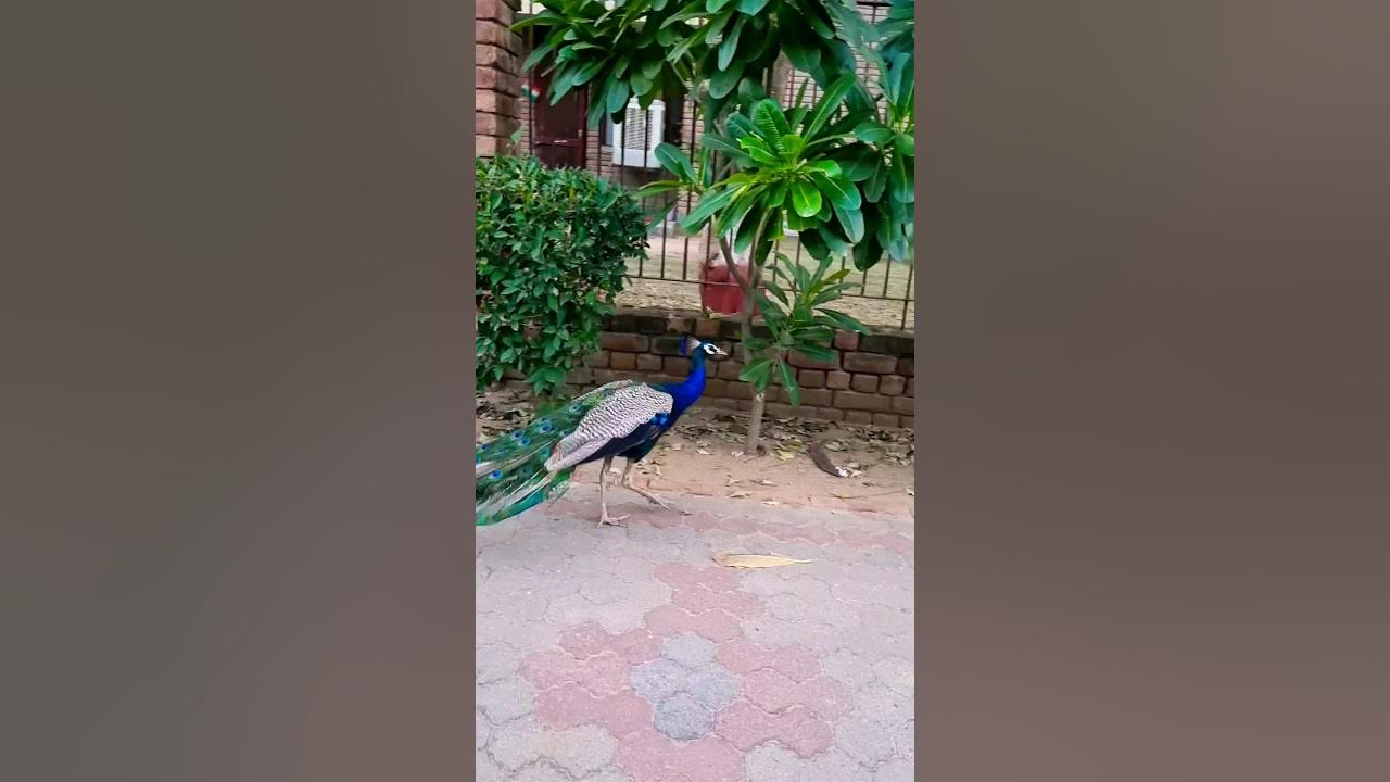 Peacocks walk short view 👍 | BRCM COLLEGE engineering and technology 👌 | shorts viral video ...