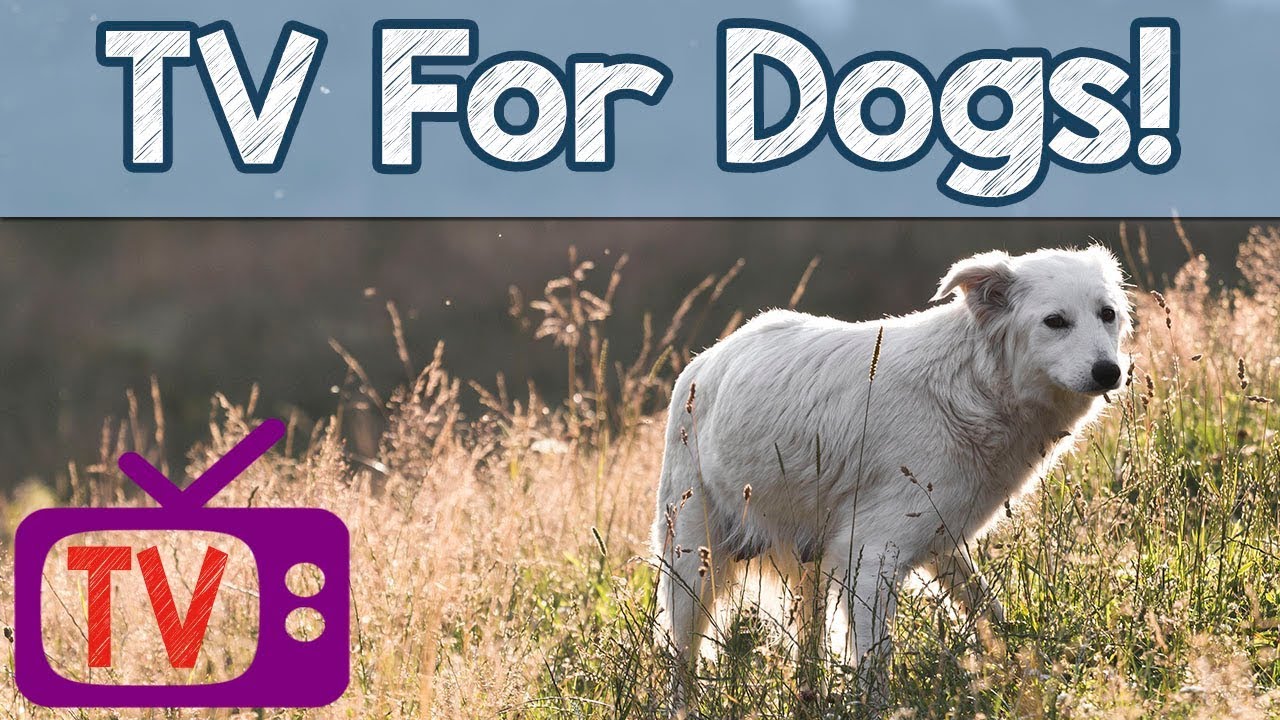 Dog TV - Relaxing TV For Dogs - Helped over 4 million Dogs Worldwide ...