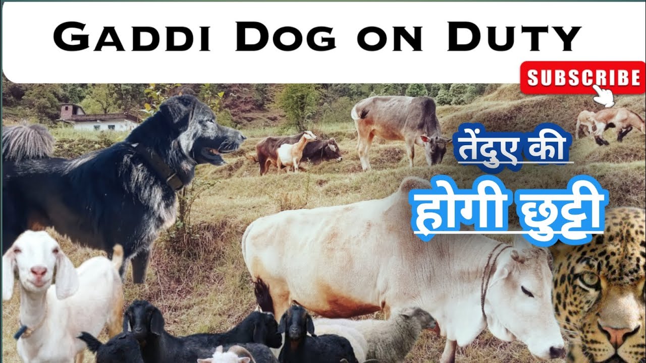 Gaddi Dog || गायों की सुरक्षा के लिए तैनात हुआ गड्डी डॉग || Leopard Pug ...