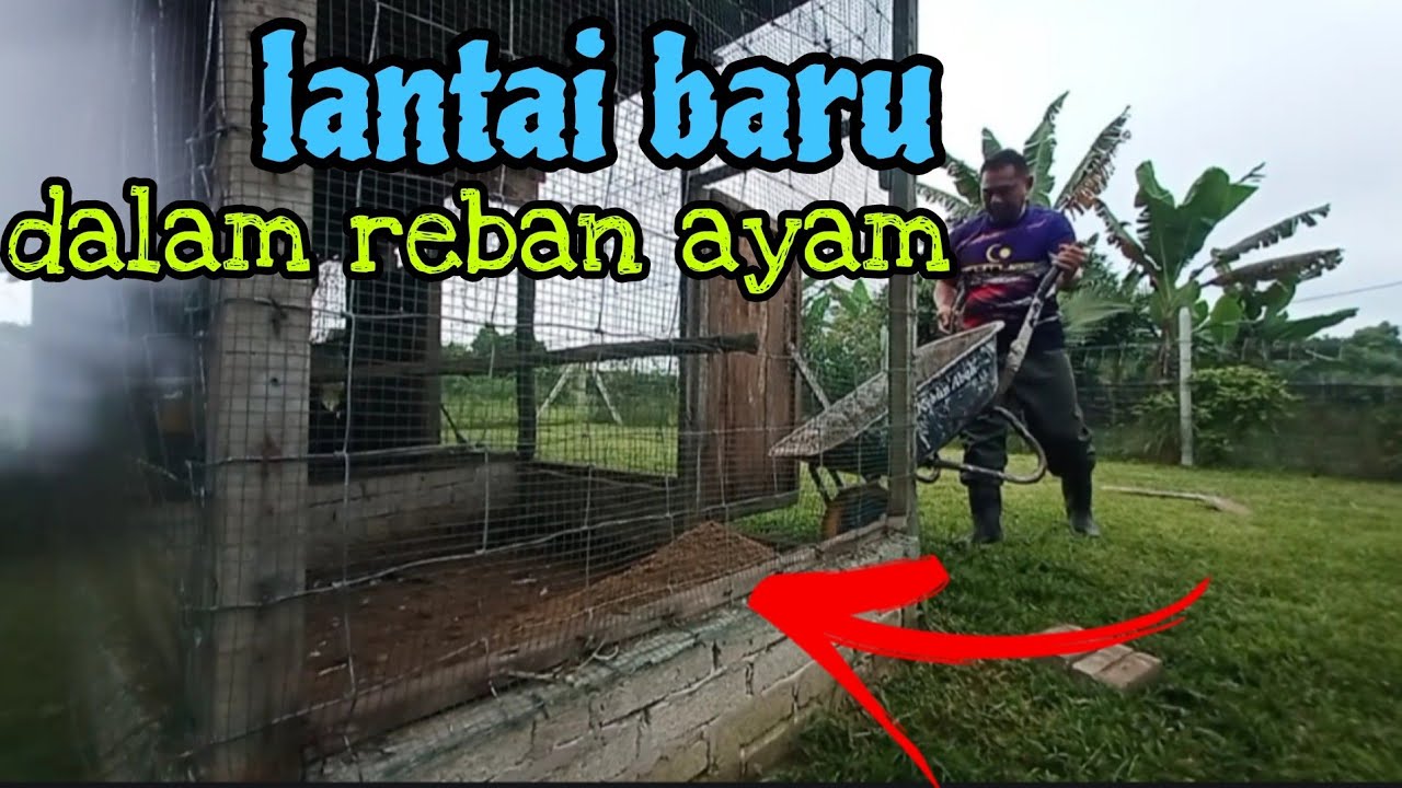 [Episod1305] lantai baru yang lebih bersih dalam reban ayam kebun abah ...