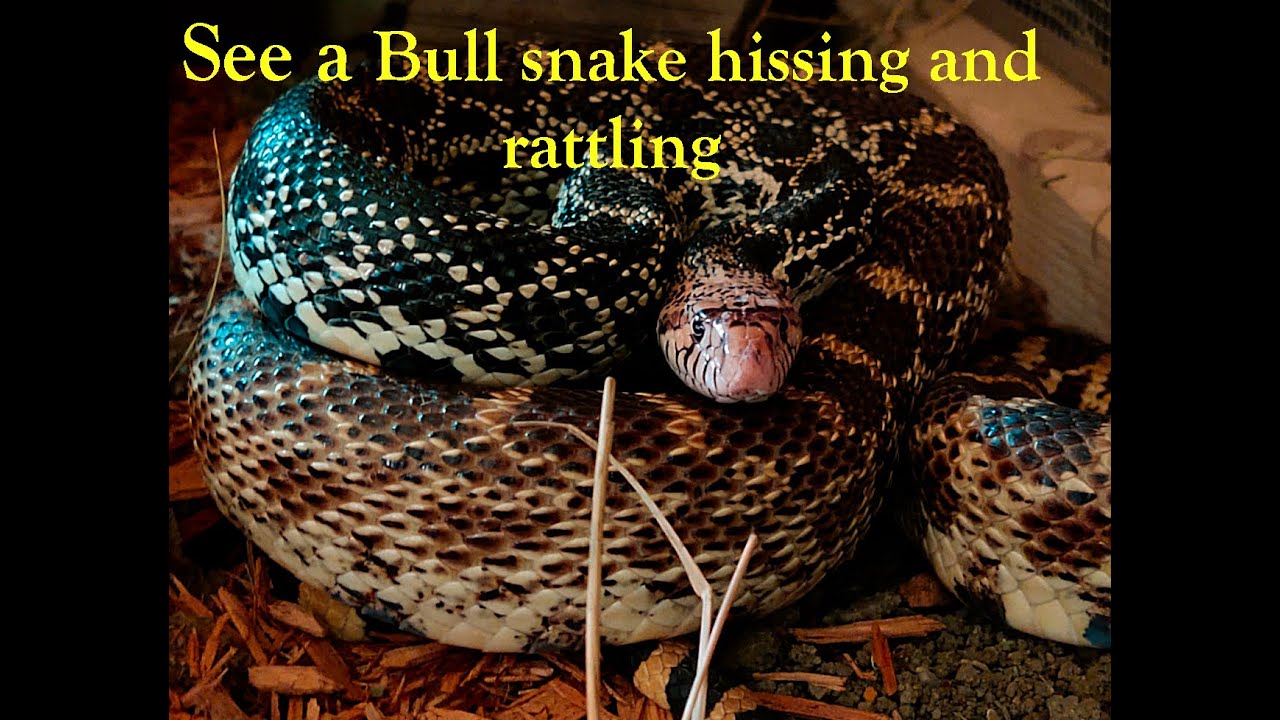 Bull snake hissing and rattling - YouTube