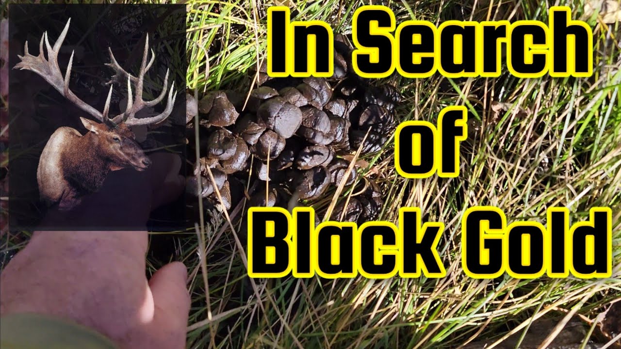 In Search of Black Gold an Elk Hunting Adventure - YouTube