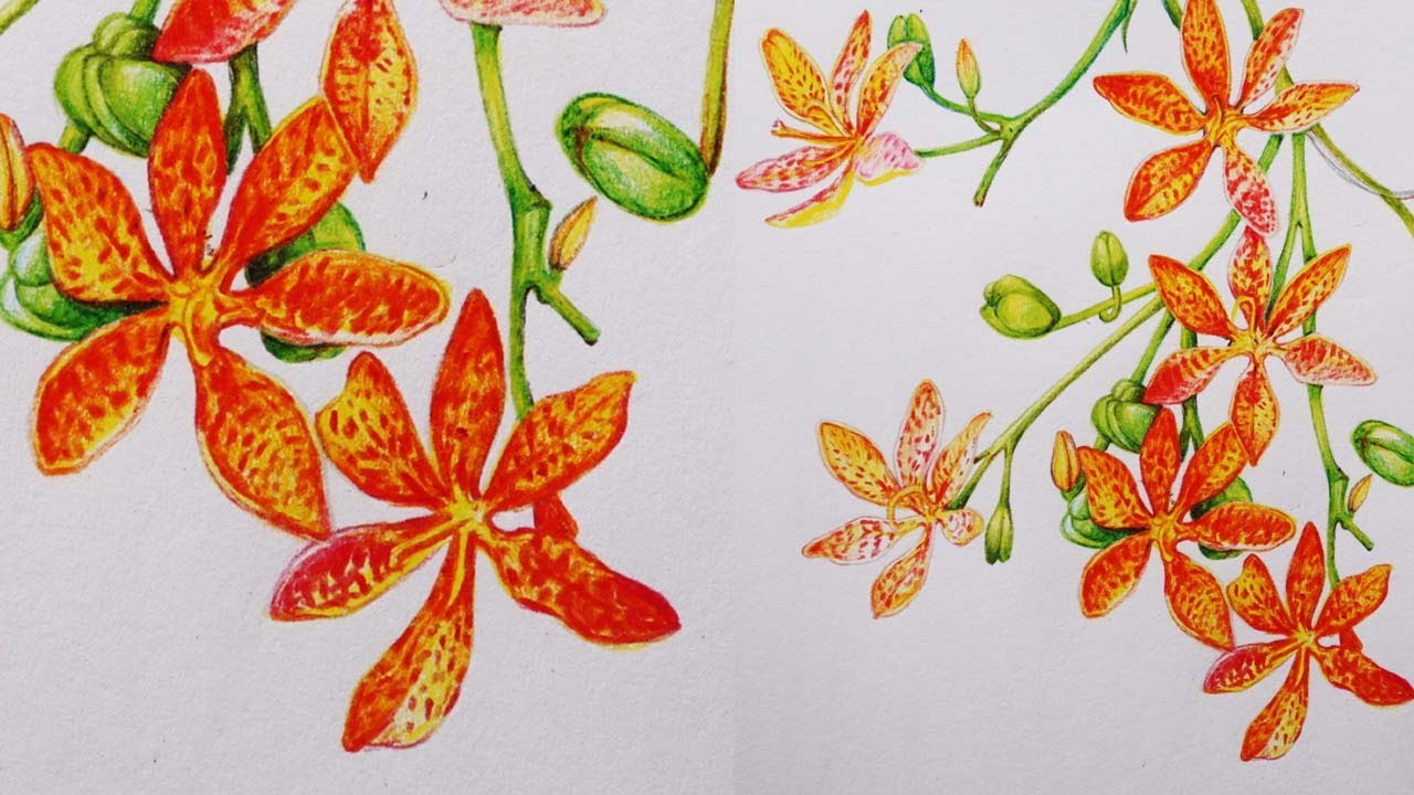 Blackberry Lily Drawing in Color Pencils | Leopard Lily Drawing | Iris ...
