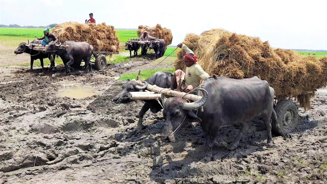 Four buffalo carts together in mud with Heavy Load | Bullock Cart Ride ...