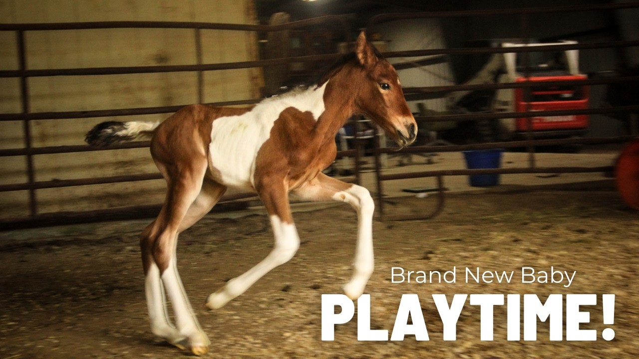 Colt Or Filly? Gender and Weight Reveal For Our BRAND NEW FOAL! - YouTube