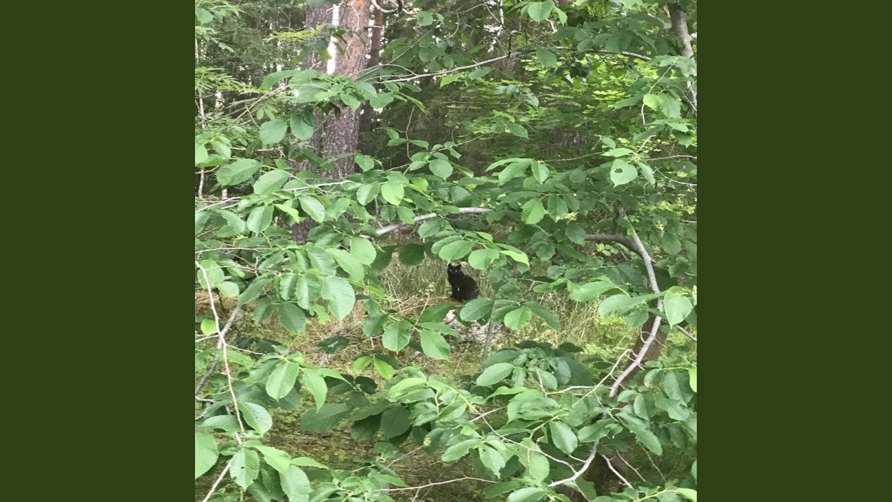 Little lightning - YouTube