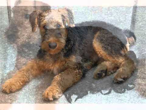 Terrier Breed Collection Of Cute Dog Pictures | Airedale Terrier Puppy ...
