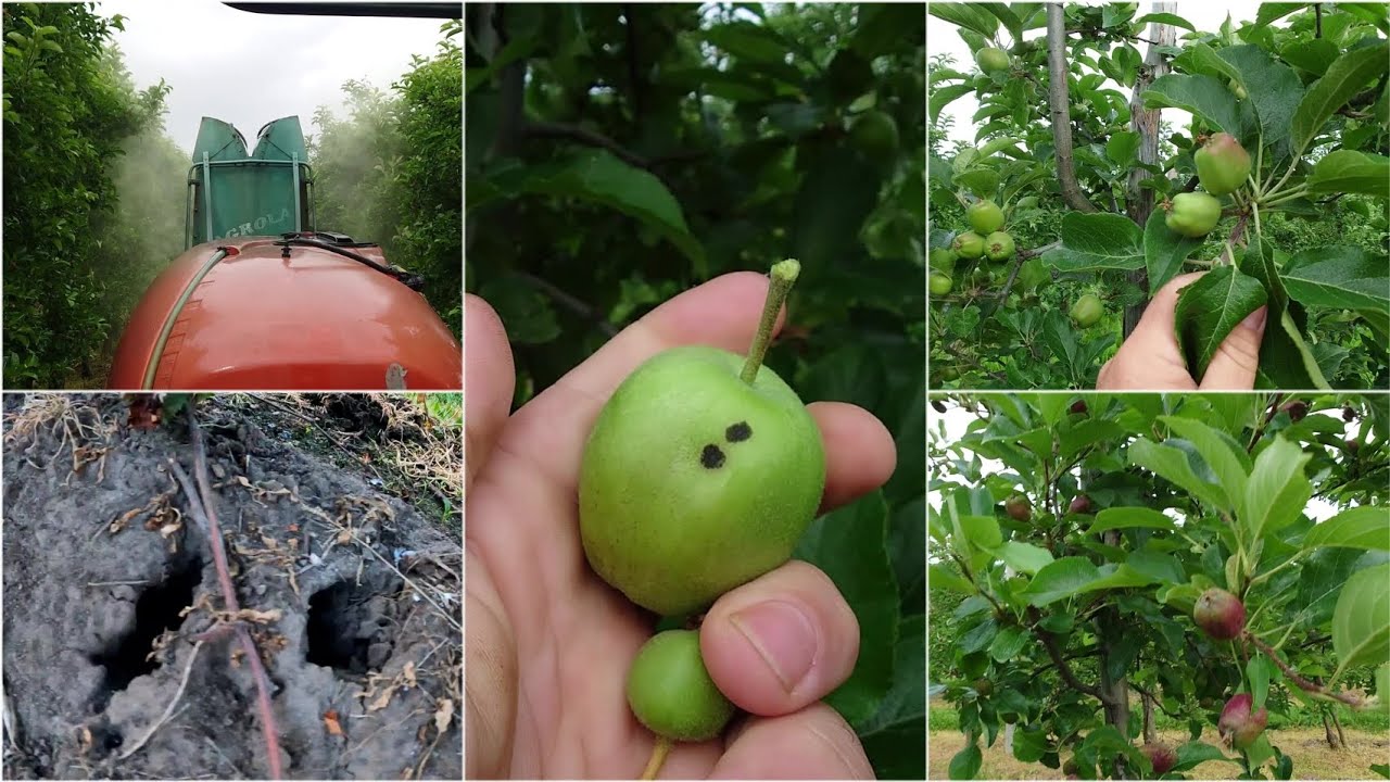 Z Sadu. 16 Czerwiec. Parch na owocach, Parch na liściach, wypalane ...