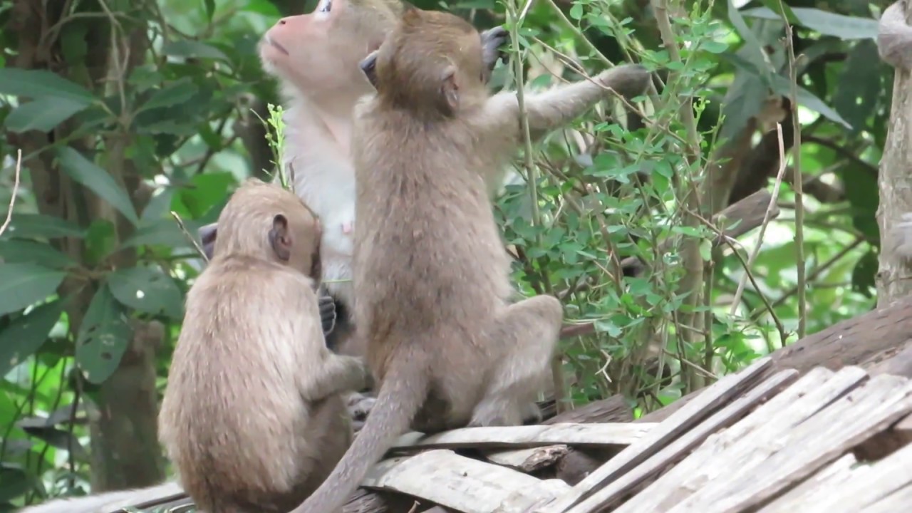 Monkeys gather with their children -CD Daily - Part 20 - YouTube