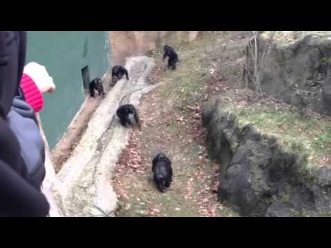 Chimp Fight #2 - YouTube