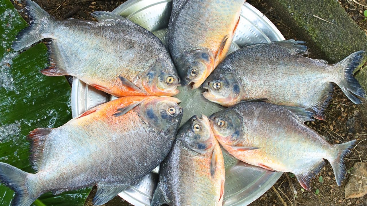 Paarai Fish Grill | சுவையான பாறை மீன் கிரில் - YouTube