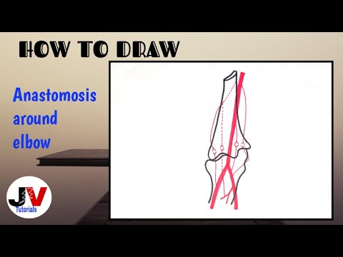 anastomosis around elbow joint diagram|how to draw anastomosis around ...