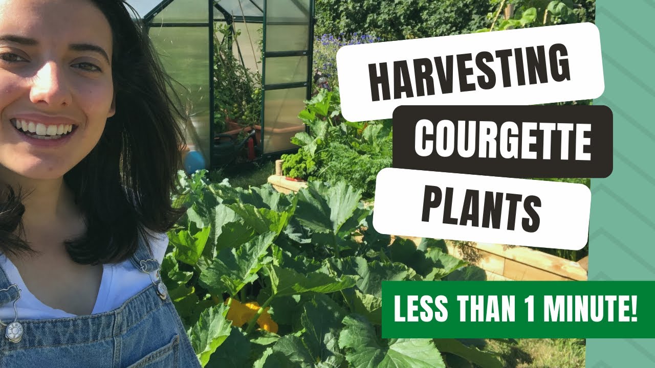 How To Harvest Courgette Plants In Just 30 Seconds! - YouTube