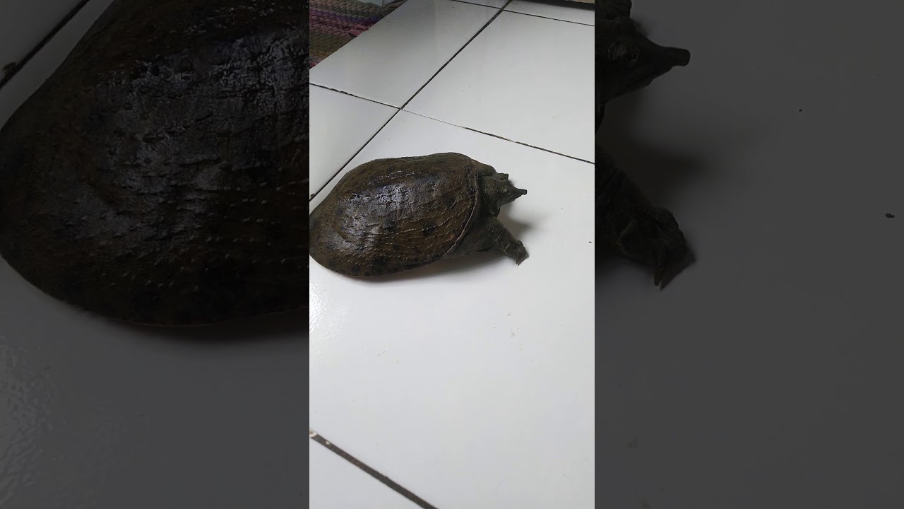 Kura -kura bulus labi-labi . - YouTube