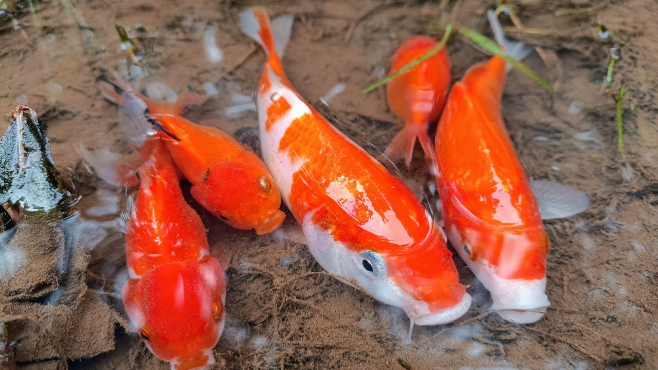 Menangkap ikan hias, ikan koi, ikan koki, ikan cupang, ayam warna warni ...