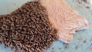 Beef Tripe - 牛柏葉 - Dim Sum Guide