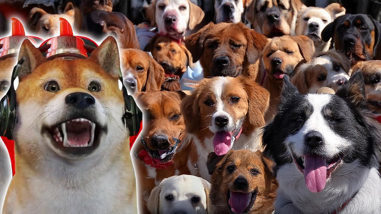 MENCARI 100 ANJING YANG LEPAS DI KOTA! - 100 Dogs Indonesia - YouTube