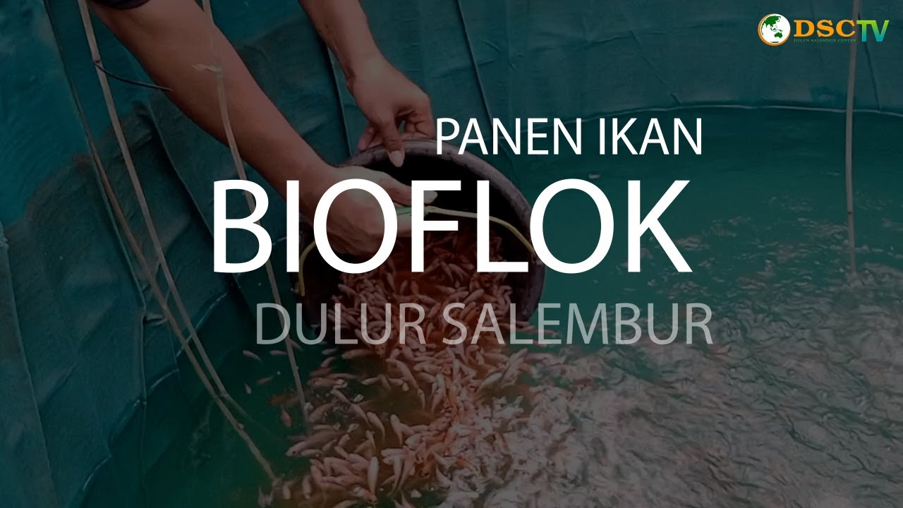 Panen Benih Ikan Nila | Bioflok Dulur Salembur - YouTube