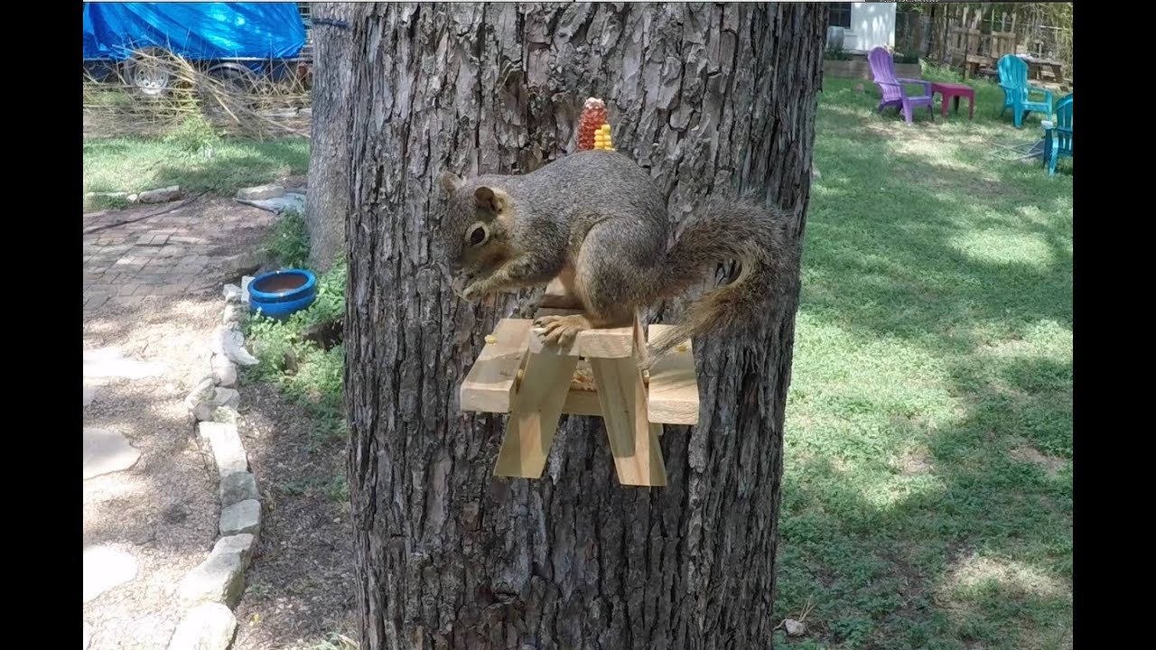DIY Squirrel Table - YouTube