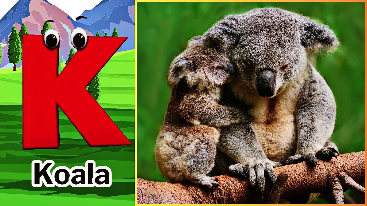 ABC Animals (Mammals) Song | Real Animals Song | Learn English ...