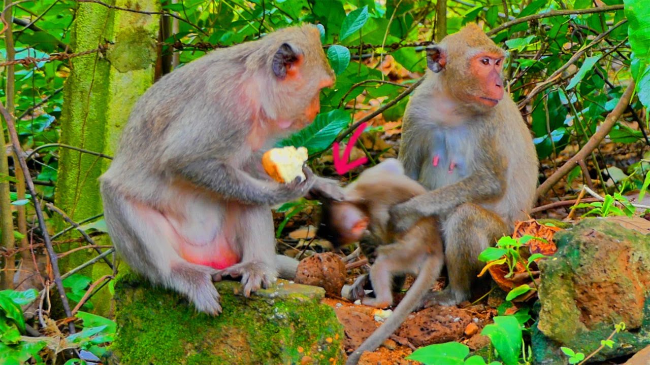 Oh ho...baby monkey MIMI like to hugs monkey MANDA than hugs her mom ...