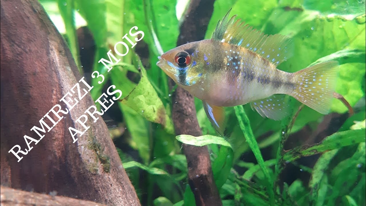 EVOLUTION DES RAMIREZI 3 MOIS APRES - YouTube