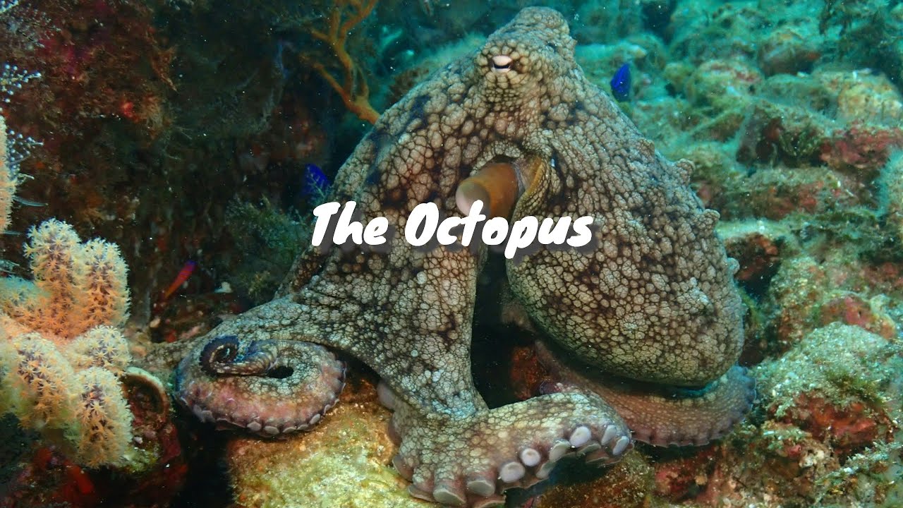Underwater Encounter with an Octopus - YouTube