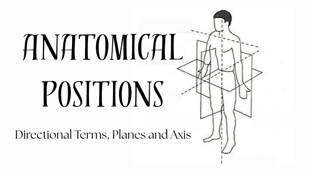 Anatomical Positions | Anatomy Shorts - YouTube