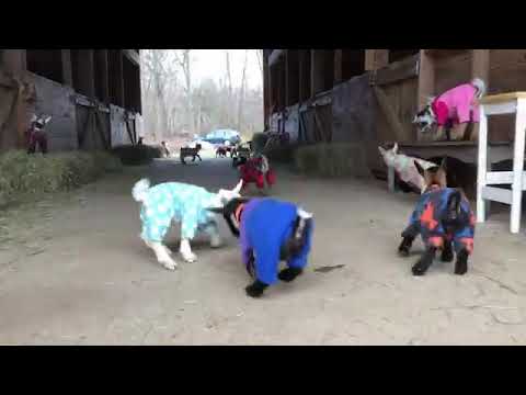 Pijamalı oğlaklar.