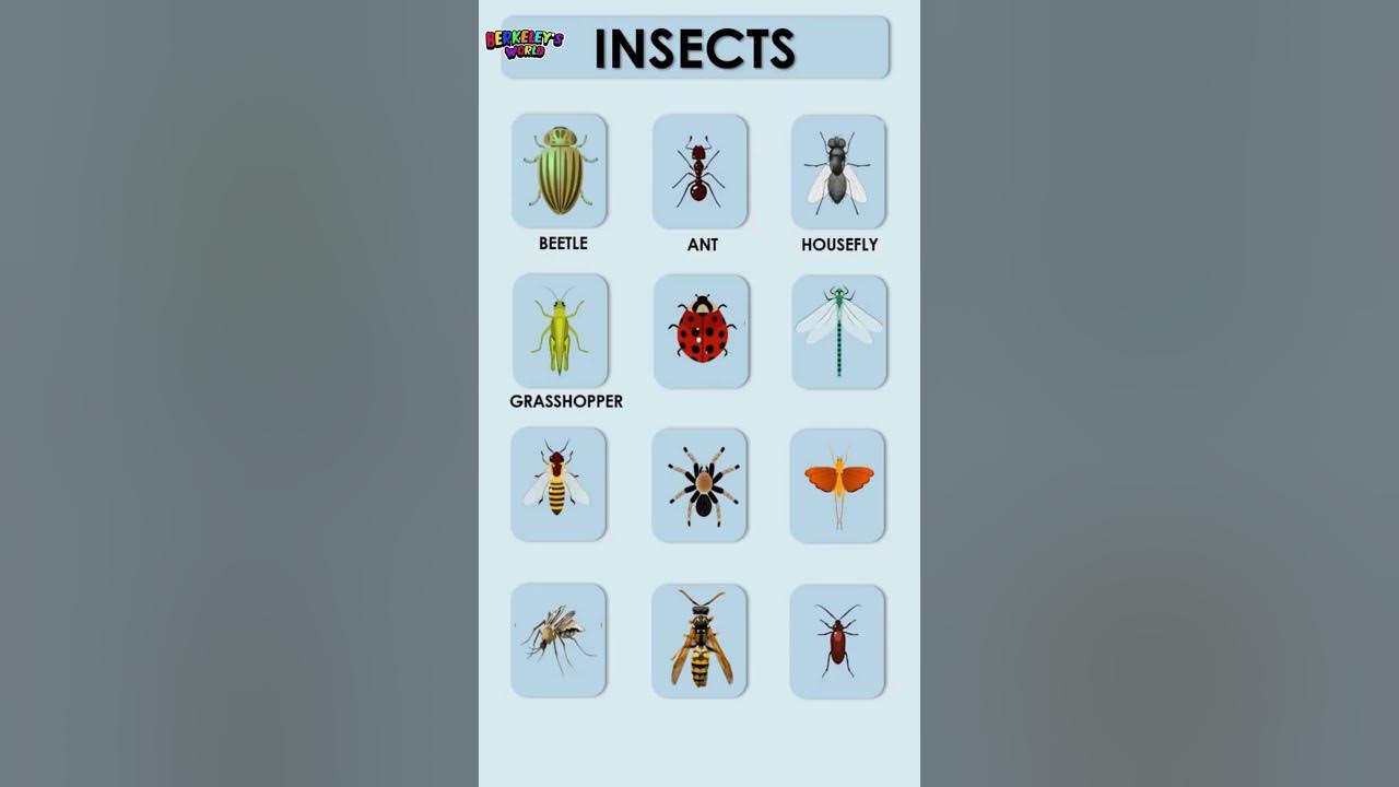 Learn Insects for Kids - YouTube