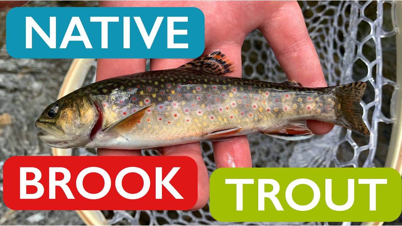 Small Stream FLY FISHING for NATIVE Brook Trout - Cinematic - YouTube